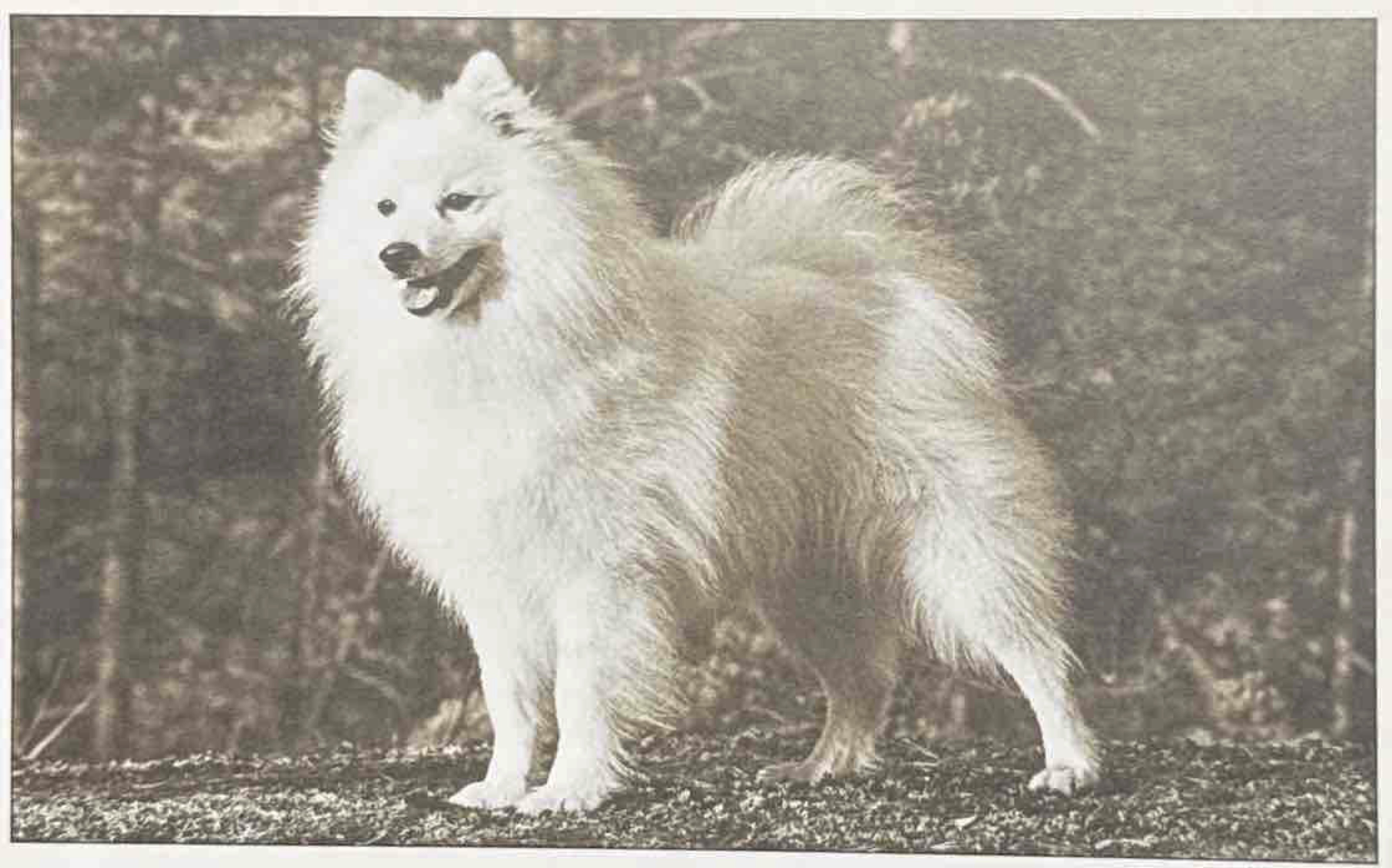 Japanese Spitz Foundation - Mysteries of Japanese Spitz