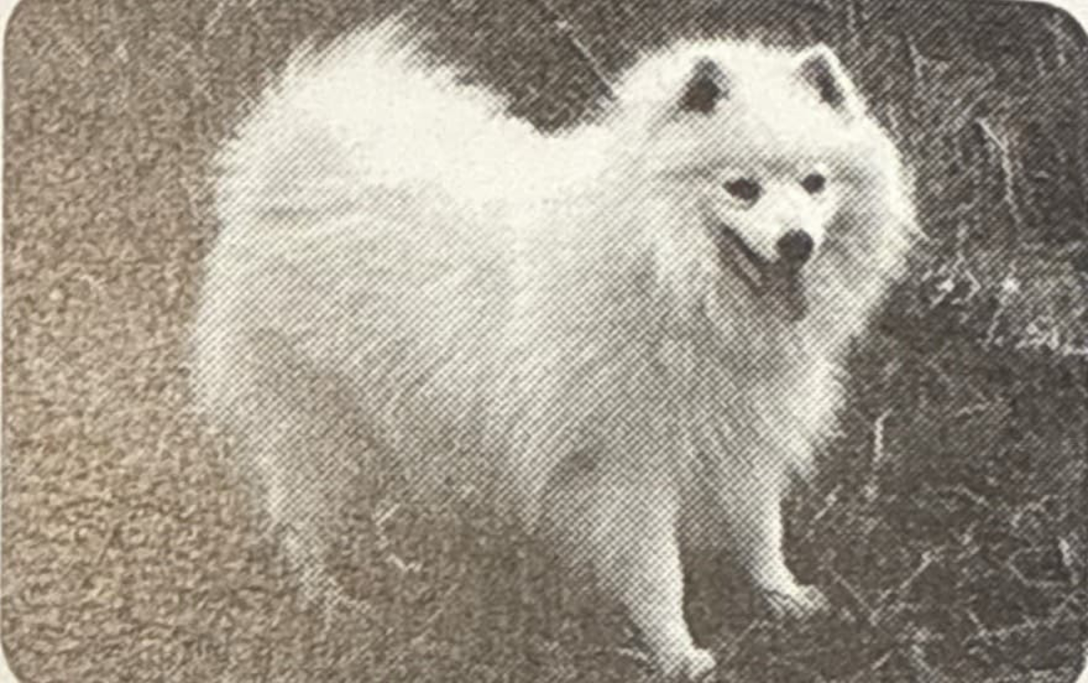 Japanese Spitz Breed - Japanese Spitz Foundation