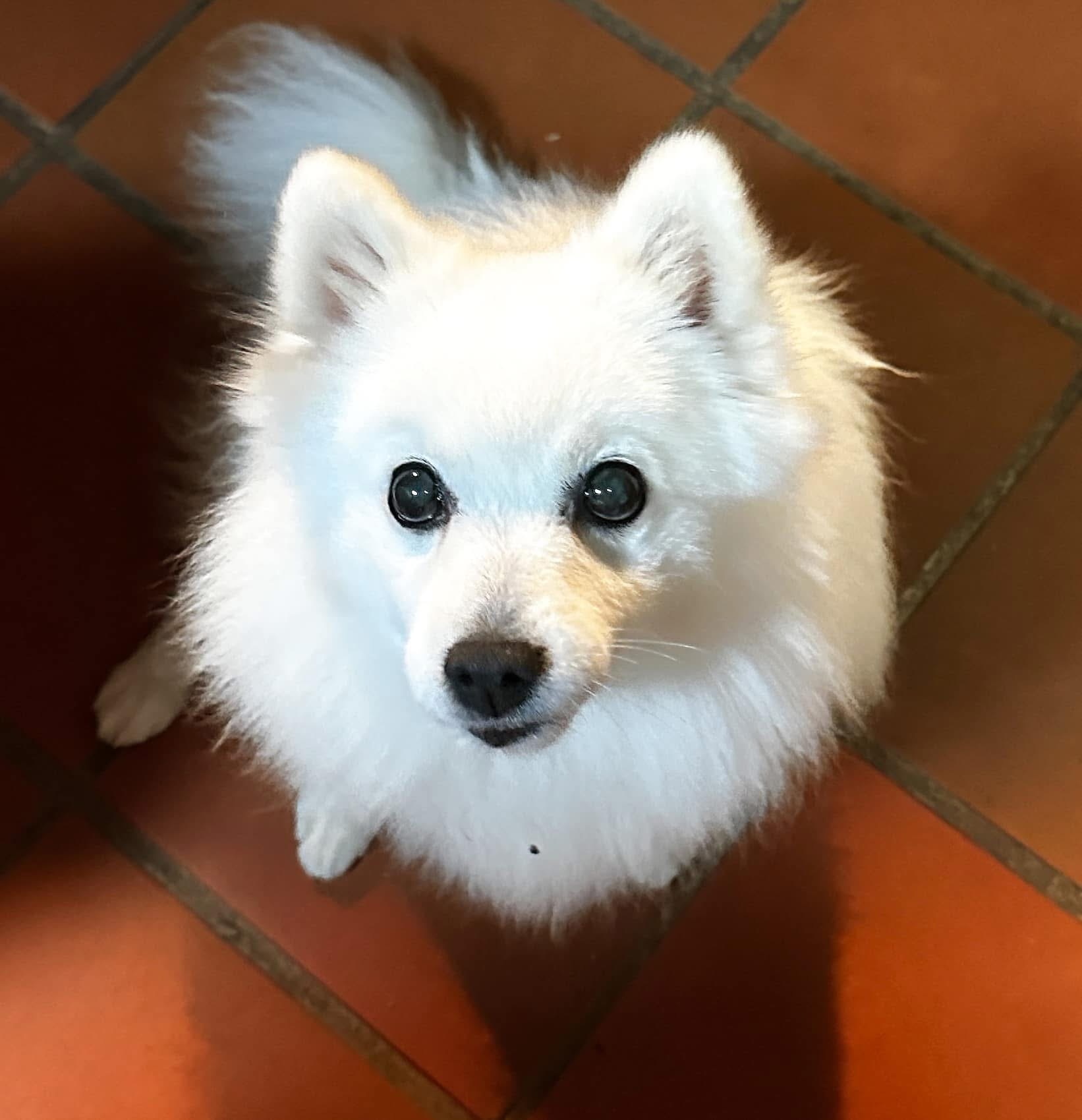 Japanese Spitz Breed Health - Japanese Spitz Foundation